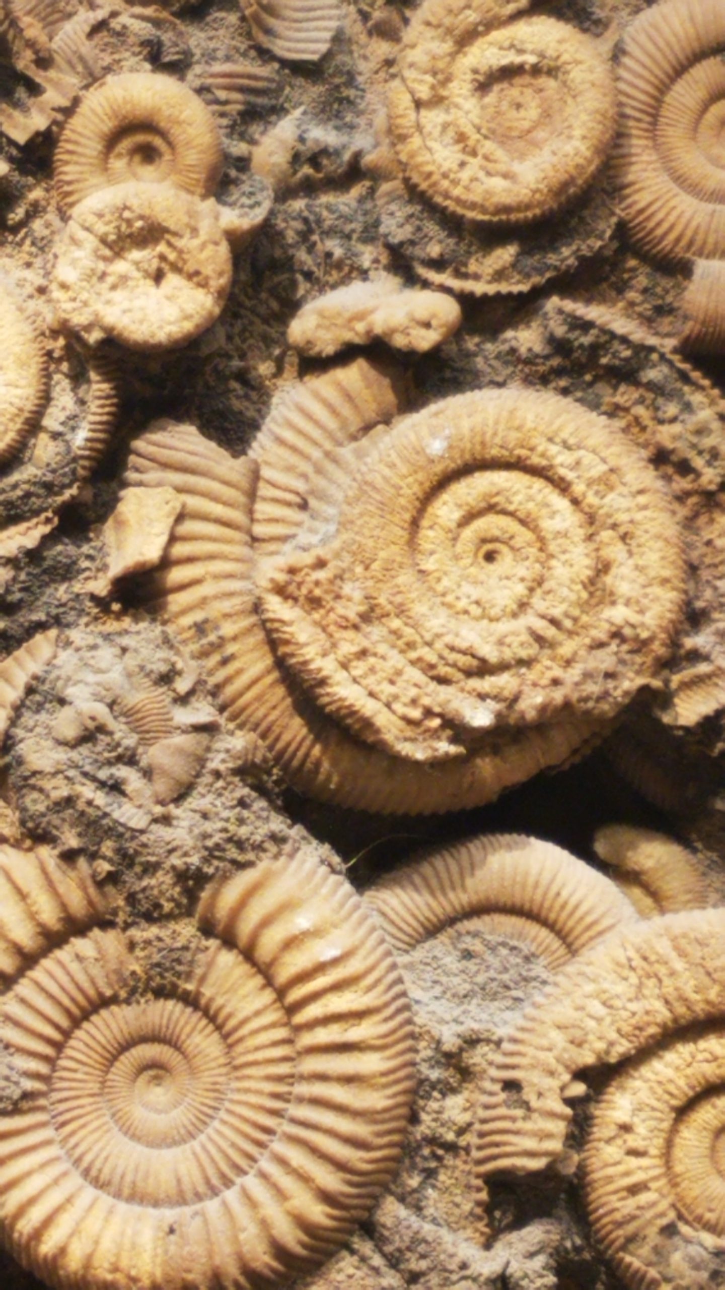Plan a Visit - Clarence R. Smith Mineral Museum